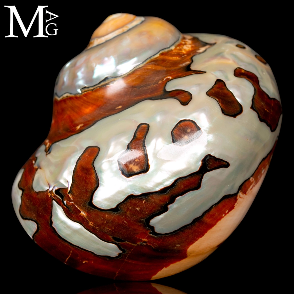 Turbo Sarmaticus – Madreperla